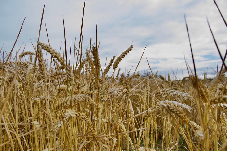Weizen Feld Weizenfeld Gerade - Kostenloses Foto auf Pixabay - Pixabay