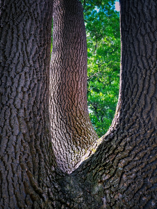 Tree Bark Log - Free photo on Pixabay - Pixabay