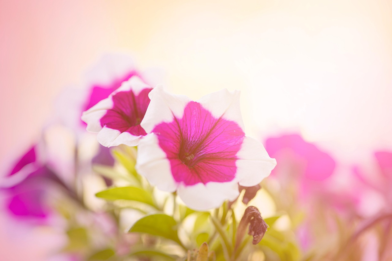 Bunga-Bunga Kelopak Daun-Daun - Foto gratis di Pixabay - Pixabay