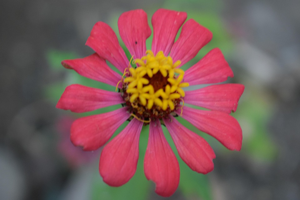Bunga Mekar Tanaman - Photo gratuite sur Pixabay - Pixabay