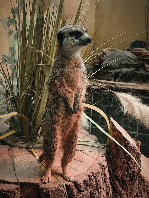 Suricate Zoo Suricates - Photo gratuite sur Pixabay - Pixabay