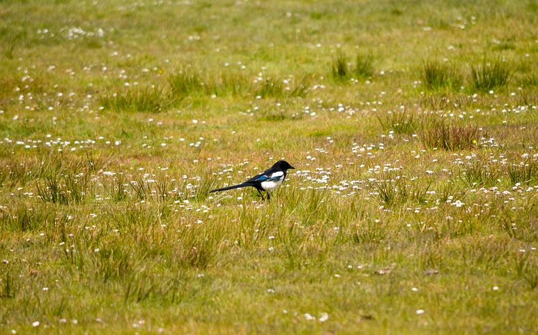 400+ Free Magpie & Bird Images