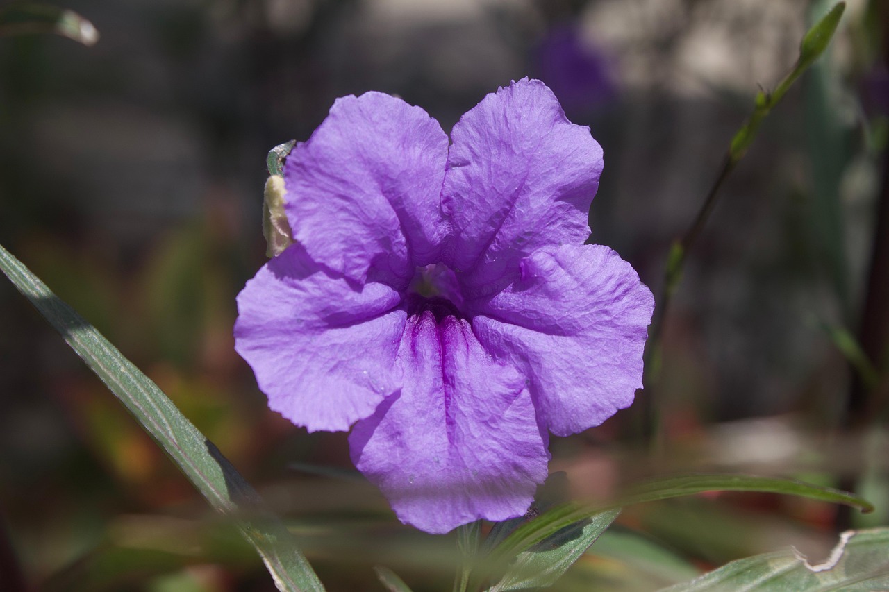 Ruellia Flower Purple - Free photo on Pixabay - Pixabay Ruellia Flower Purple - Free photo on Pixabay - Pixabay