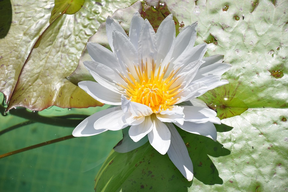 Nenúfar Flor Branca - Foto gratuita no Pixabay - Pixabay