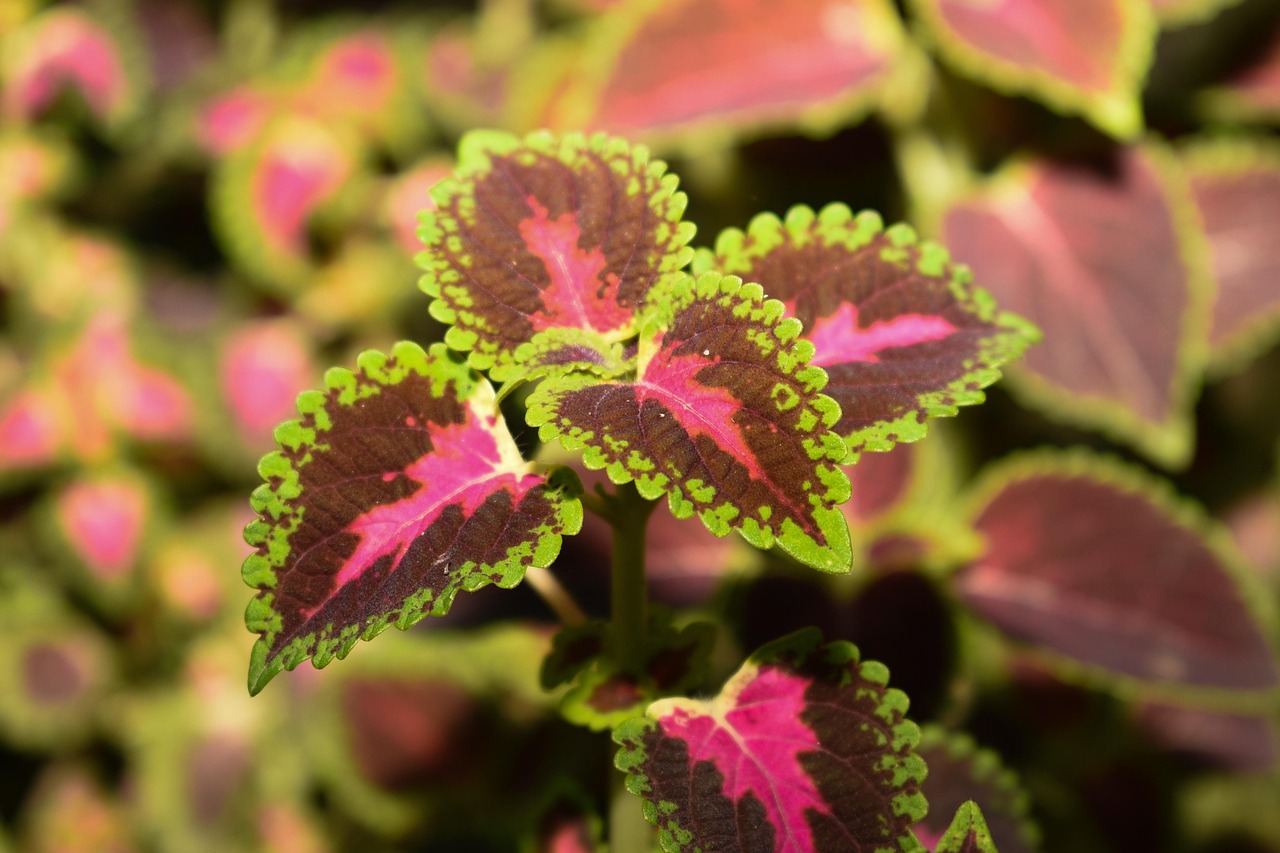 Daun-Daun Dedaunan Tanaman - Foto gratis di Pixabay - Pixabay