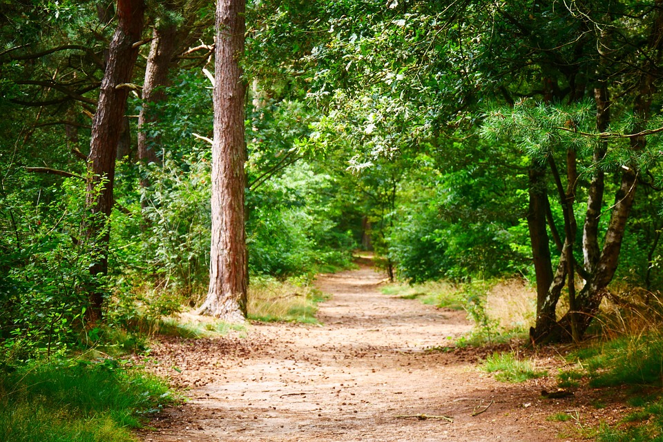 Path Woods Forest - Free photo on Pixabay - Pixabay