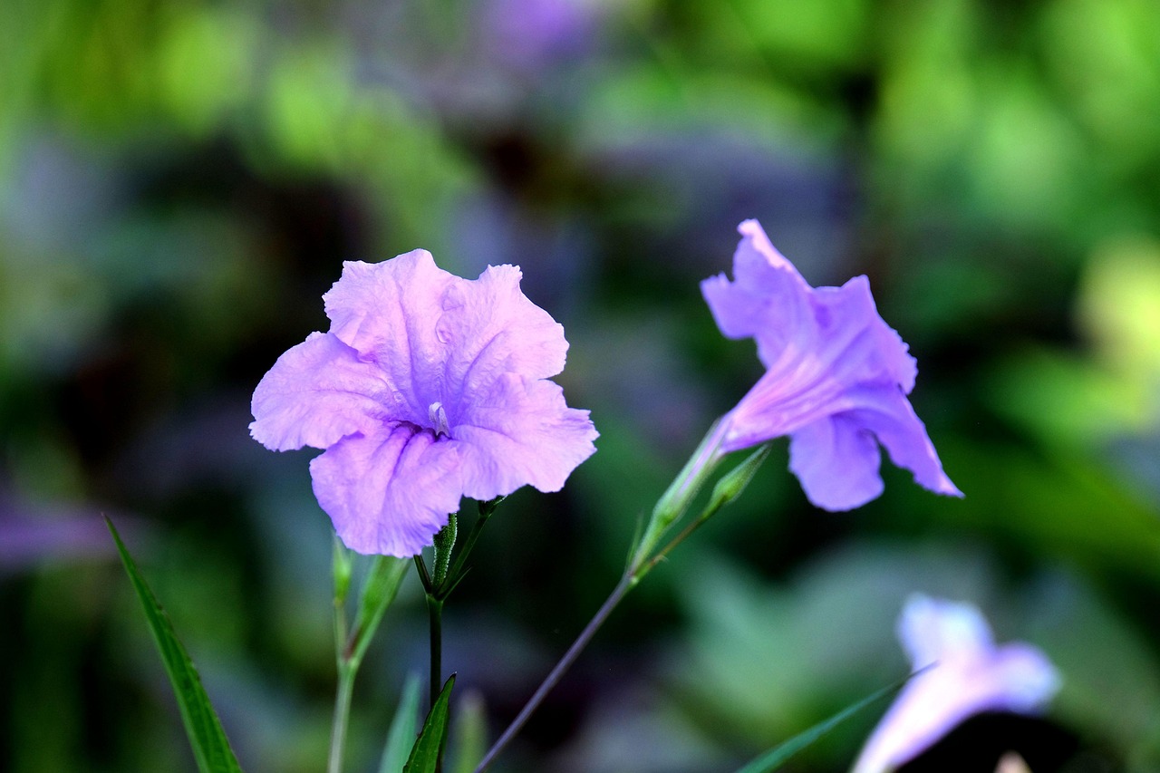 Ruellias Blumen Lilane - Kostenloses Foto auf Pixabay - Pixabay