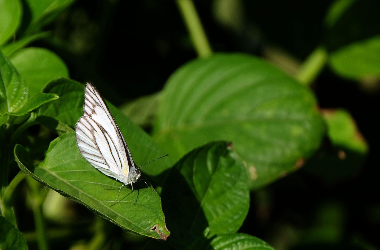 Borboleta Inseto Albatroz Listrado - Foto gratuita no Pixabay - Pixabay