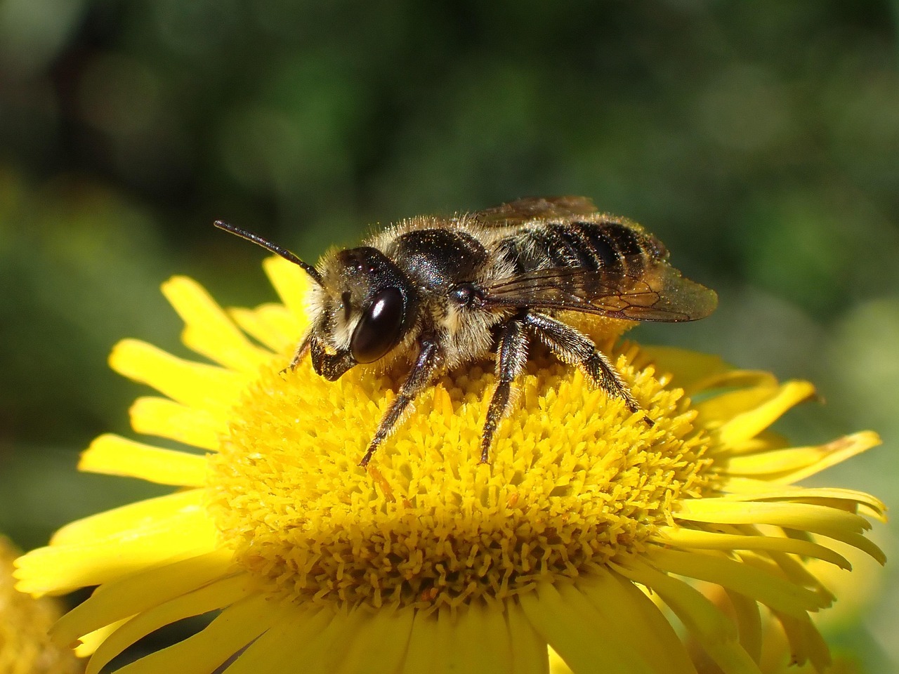 Bee Wild Bug - Free photo on Pixabay