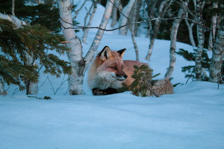 100+ kostenlose Fuchs Im Winter und Fuchs-Bilder - Pixabay