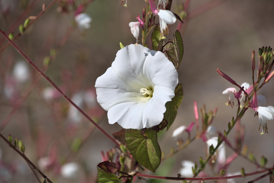 Liseron Fleur Plantes - Photo gratuite sur Pixabay - Pixabay