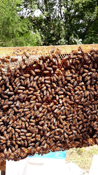 Bees Beehive Bee Frame - Free photo on Pixabay - Pixabay