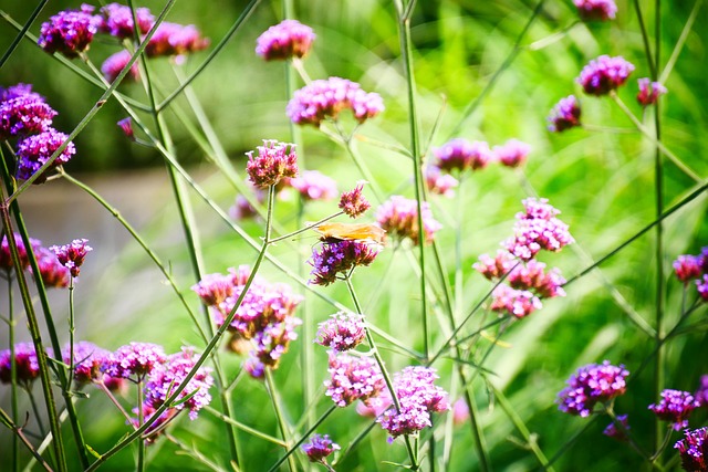 Flowers Fauna Field Of - Free photo on Pixabay - Pixabay
