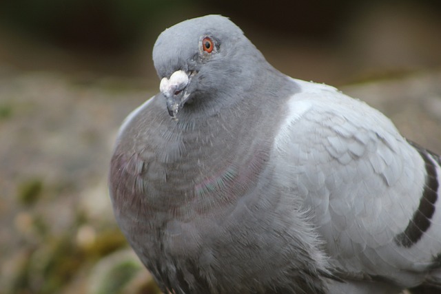 Pombo Pássaro Sentado - Foto gratuita no Pixabay - Pixabay