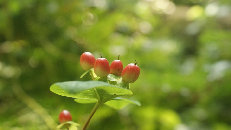 Hypericum Berries Organic - Free photo on Pixabay
