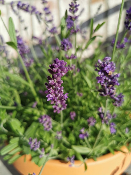 Lavender Bunga-Bunga Tanaman - Foto gratis di Pixabay - Pixabay