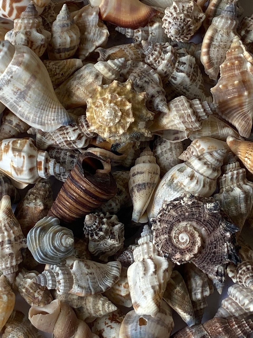 Coquillages Plage Collection - Photo gratuite sur Pixabay - Pixabay
