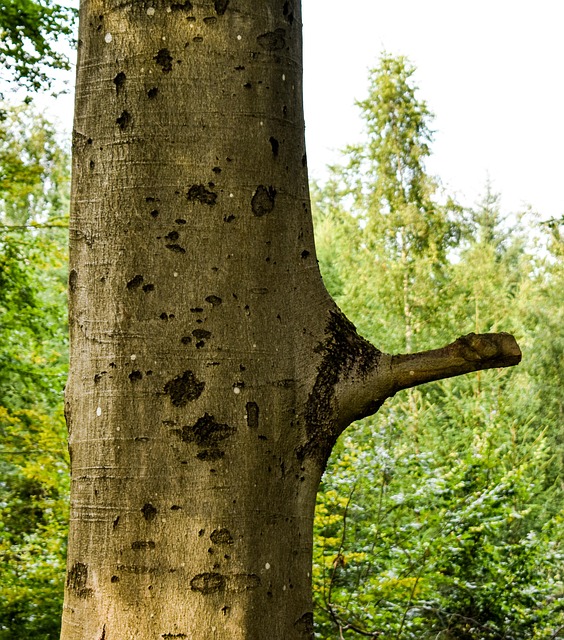 Arbre Tronc Nature - Photo gratuite sur Pixabay - Pixabay