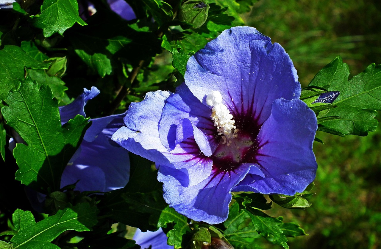 Bunga Kembang Sepatu Botani - Foto gratis di Pixabay - Pixabay