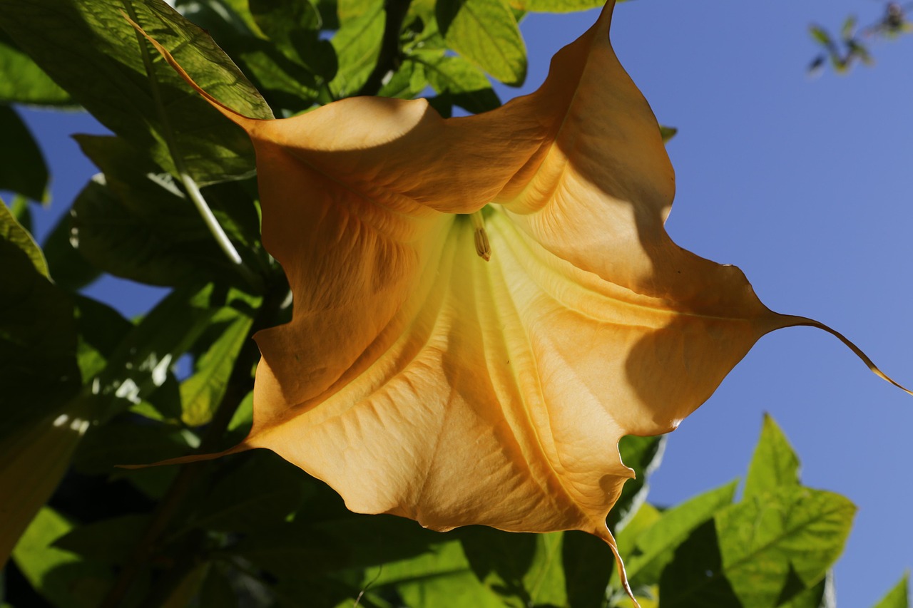 Angle'S Trumpet Flower Yellow - Free photo on Pixabay - Pixabay