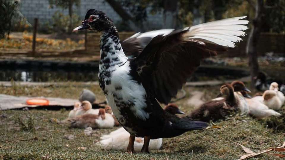 Ducks Coop Poultry - Free photo on Pixabay - Pixabay