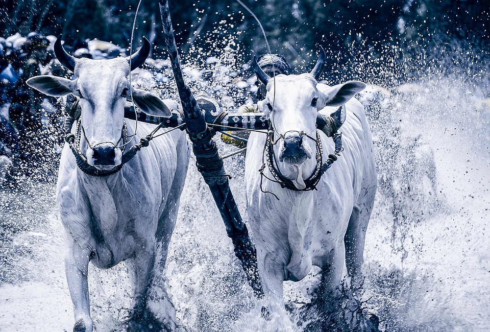 Cow Racing Festival Cows An Giang - Free photo on Pixabay
