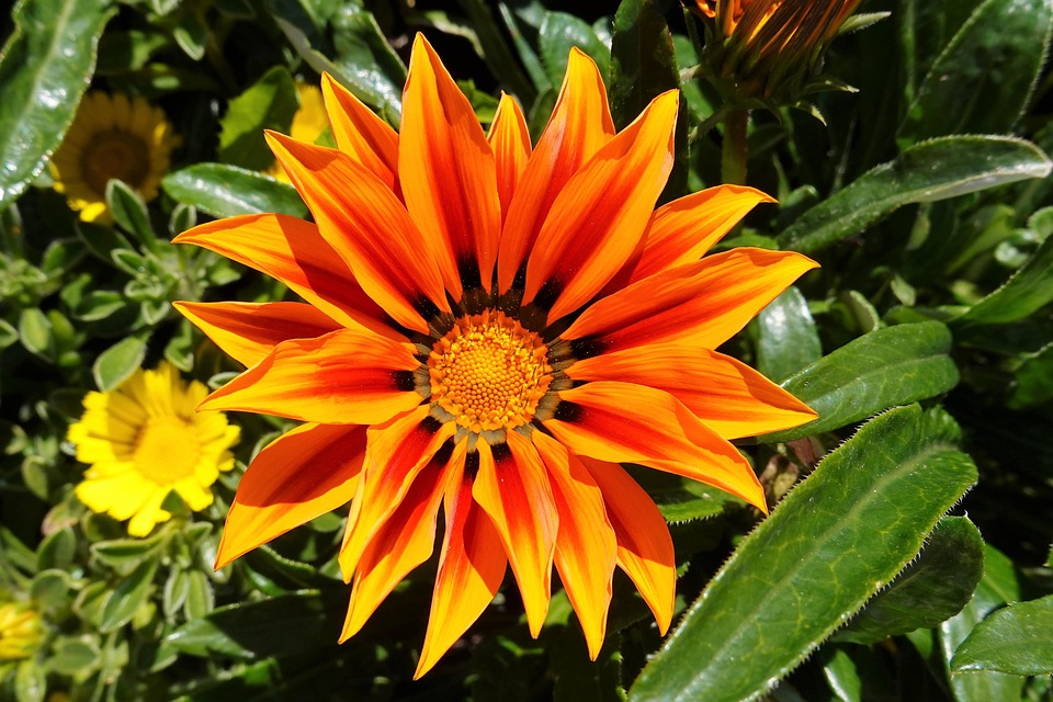 Gazania Bunga Tanaman - Foto gratis di Pixabay - Pixabay