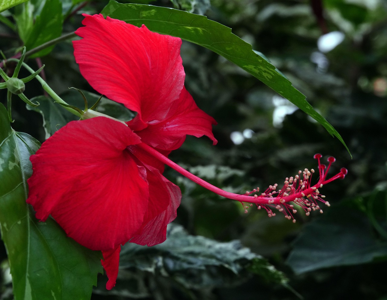 Hibiscus Fleur Jardin - Photo gratuite sur Pixabay - Pixabay