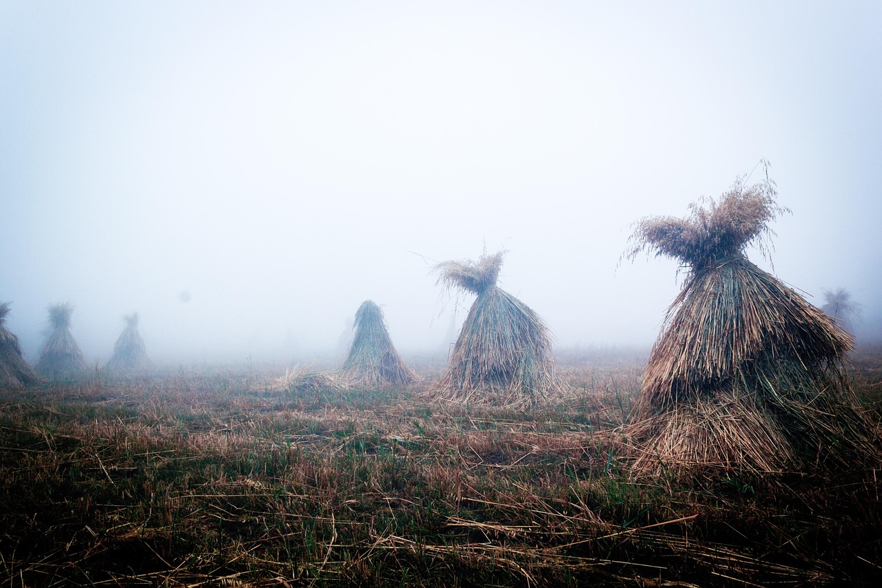 Field Harvest Foggy - Free photo on Pixabay