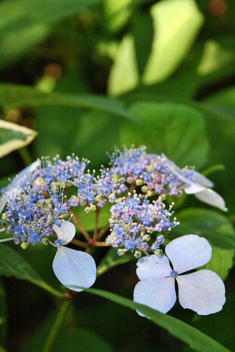 Hydrangea Bunga-Bunga Tanaman - Foto gratis di Pixabay - Pixabay