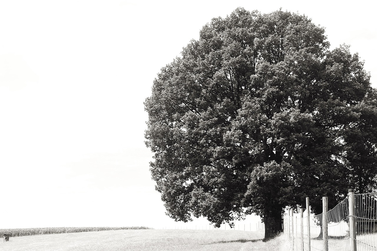Árbol Campo Paisaje - Foto gratis en Pixabay - Pixabay