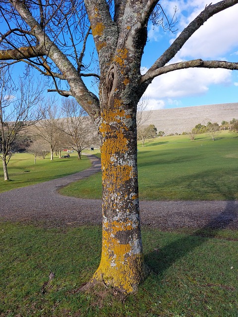 Tree Trunk Trees Moss - Free photo on Pixabay - Pixabay