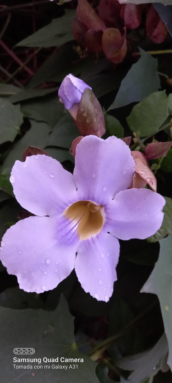 Flor Lila - Foto gratuita no Pixabay - Pixabay