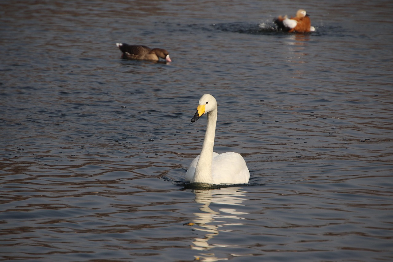 Cisne Ruddy Tadorna Pato Selvagem - Foto gratuita no Pixabay - Pixabay