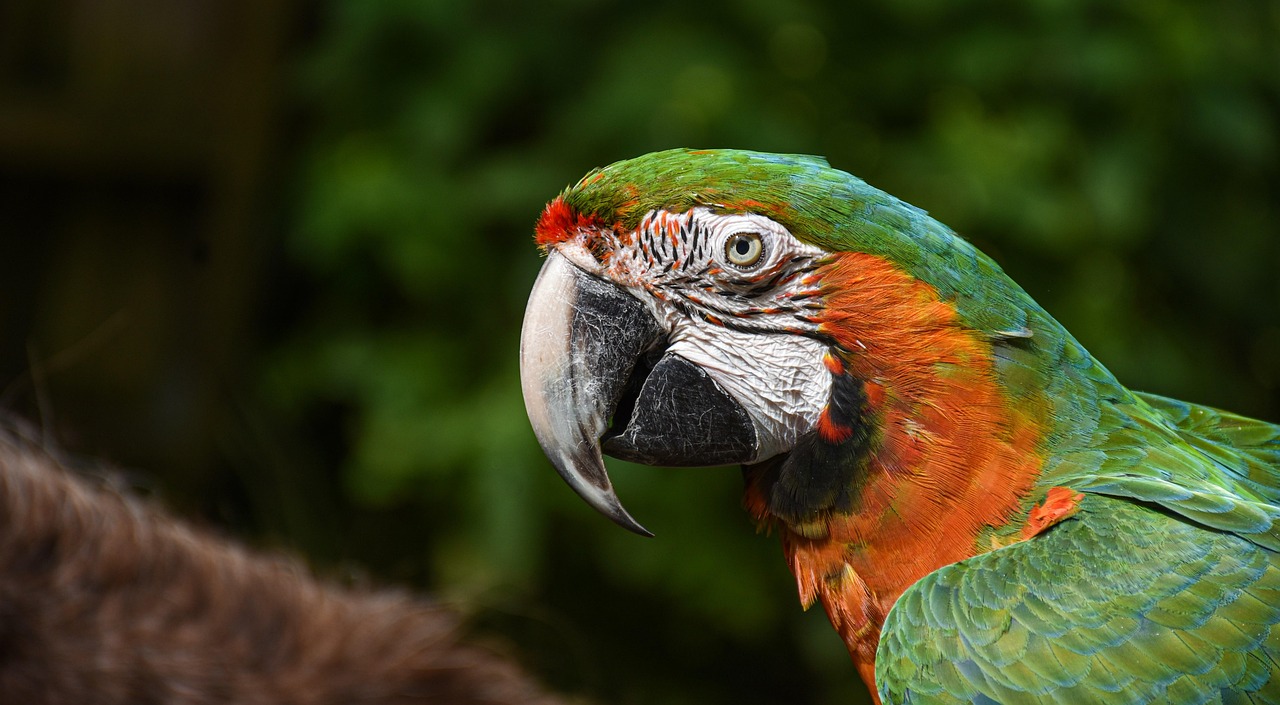 5,000+ Free Parrot & Nature Images - Pixabay