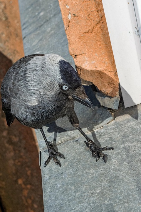 Jackdaw Bird Perched - Free photo on Pixabay