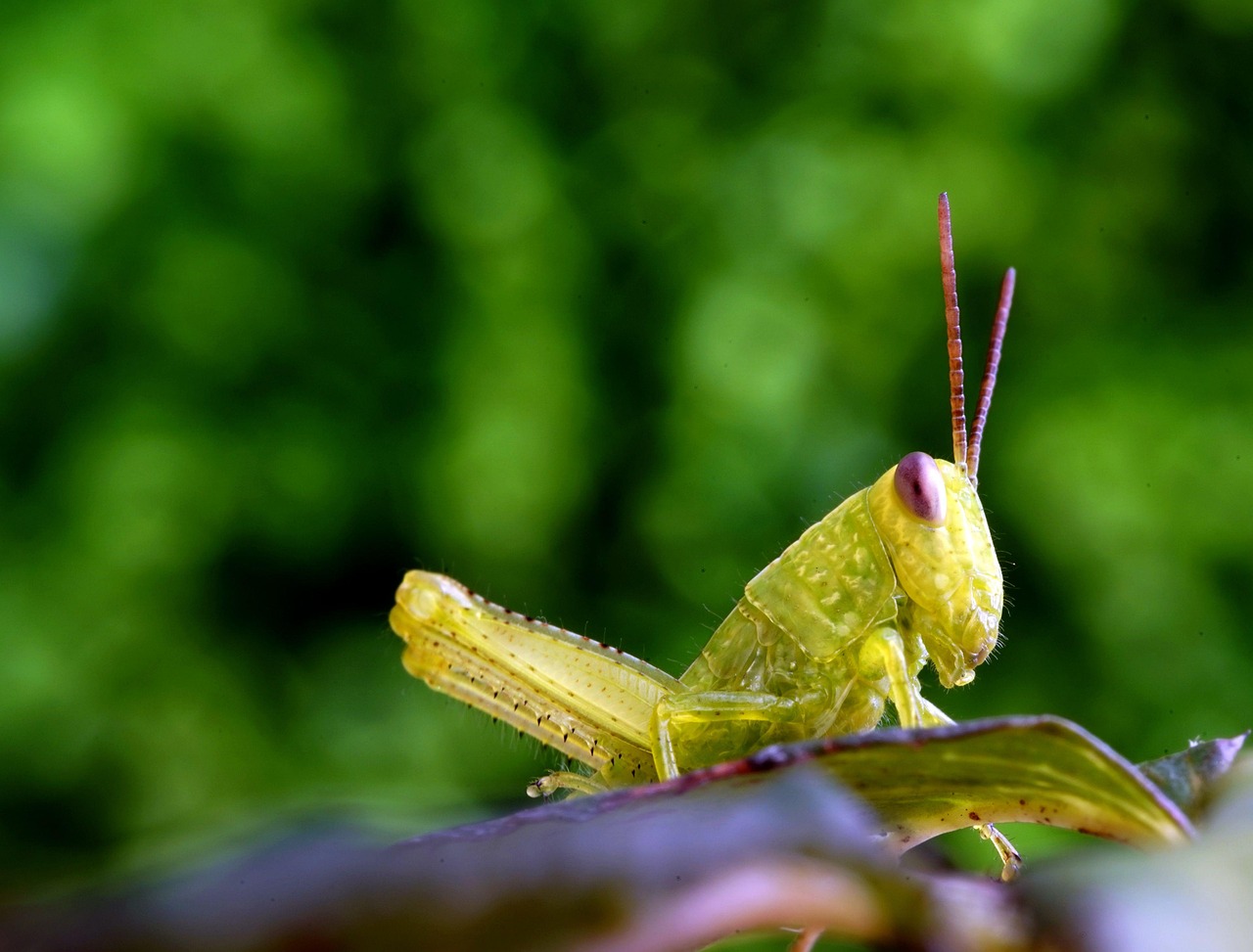 Sprinkhaan Insect Groente - Gratis foto op Pixabay - Pixabay
