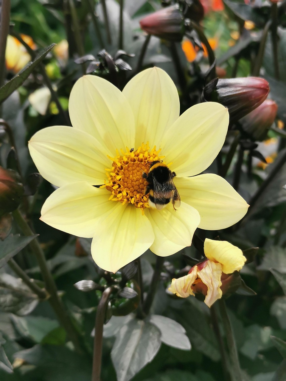 Dahlia Bunga Kebun Desain - Foto gratis di Pixabay - Pixabay