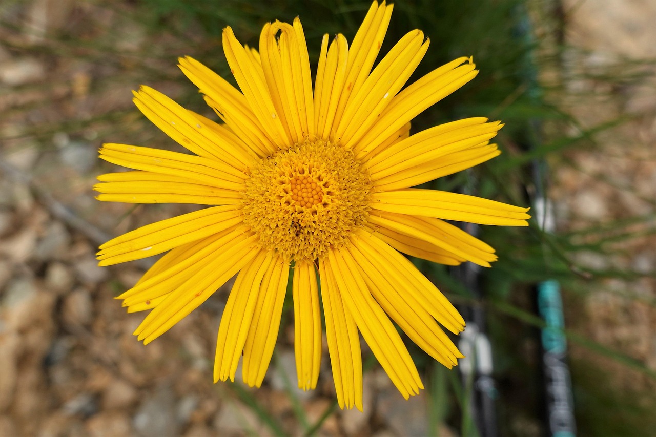 Kukka Keltainen Vakiotyyppi - Ilmainen valokuva Pixabayssa - Pixabay