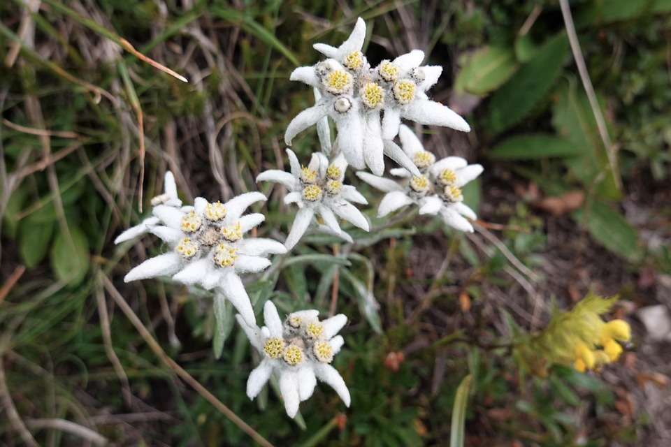 Flower Edelweiss Botany - Free photo on Pixabay