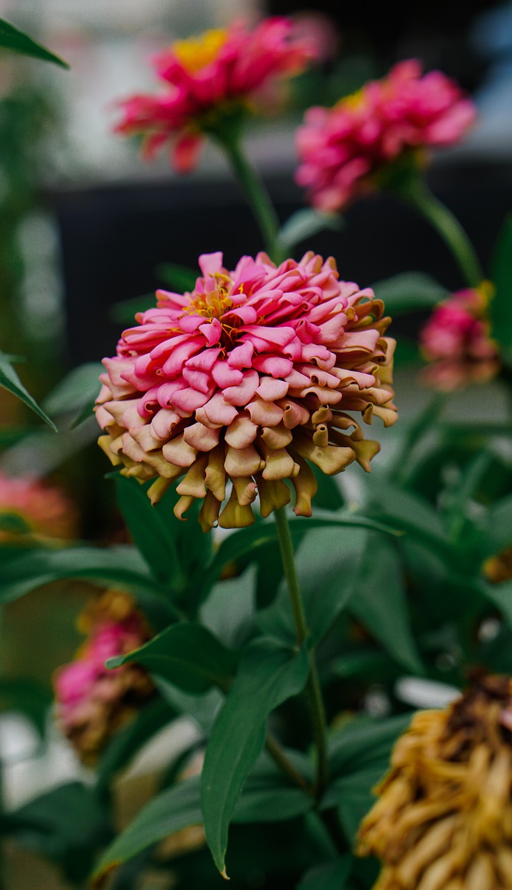 Zinnia Fleur Jardin - Photo gratuite sur Pixabay - Pixabay
