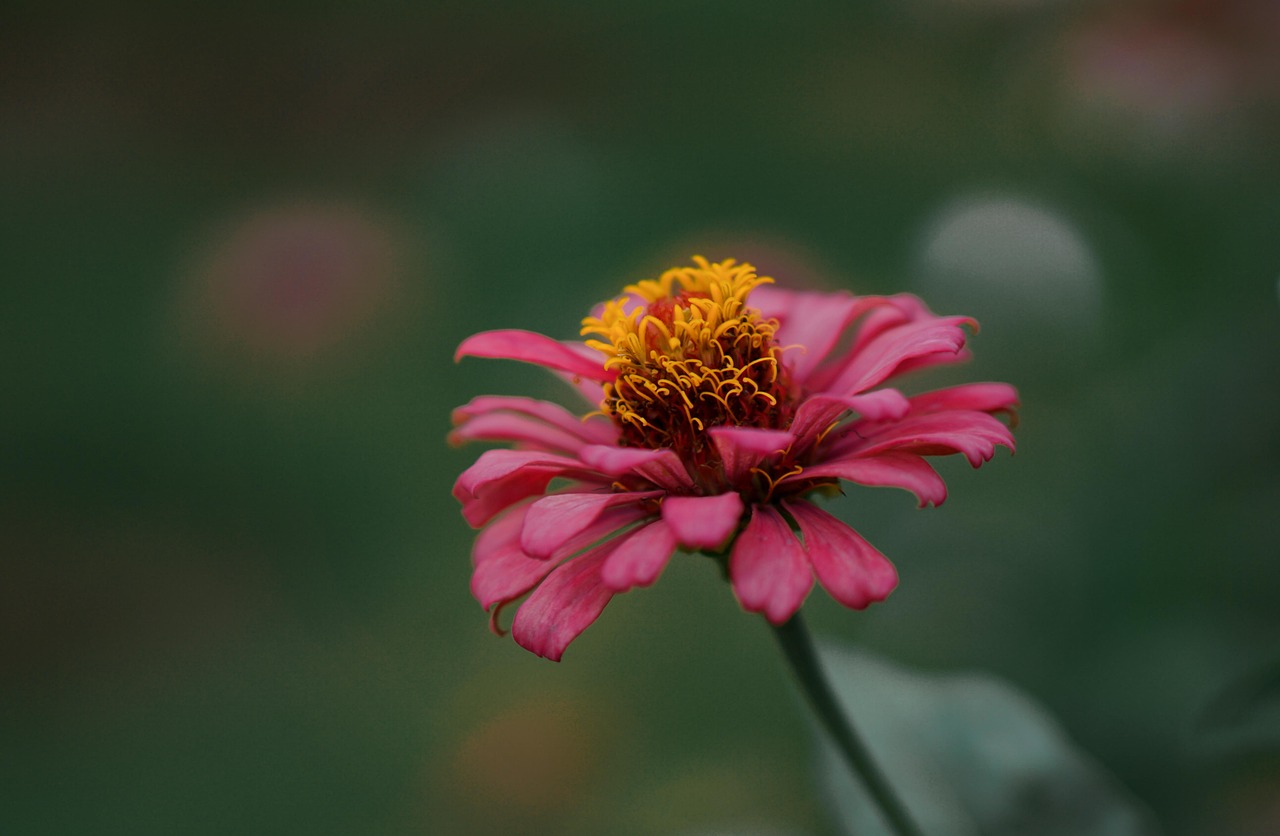 Zinnia Fleur Jardin - Photo gratuite sur Pixabay - Pixabay