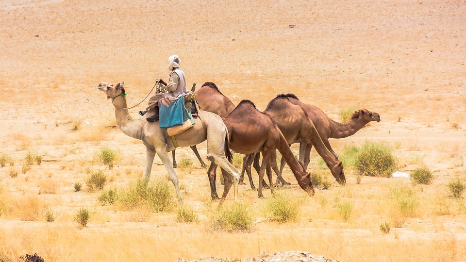Camels Desert Journey - Free photo on Pixabay - Pixabay