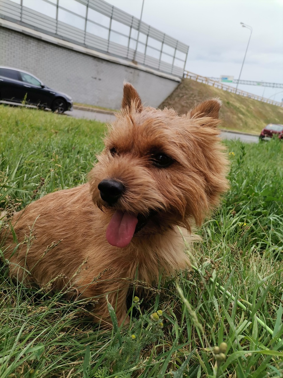 Norwich Terrier - Free photo on Pixabay - Pixabay