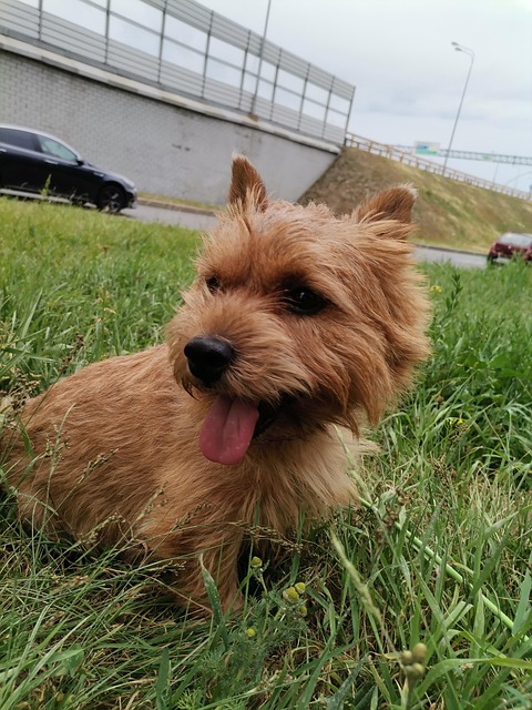 Norwich Terrier - Free photo on Pixabay - Pixabay