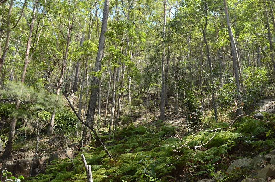Forest Nature Outdoors Free Photo On Pixabay Pixabay 2757