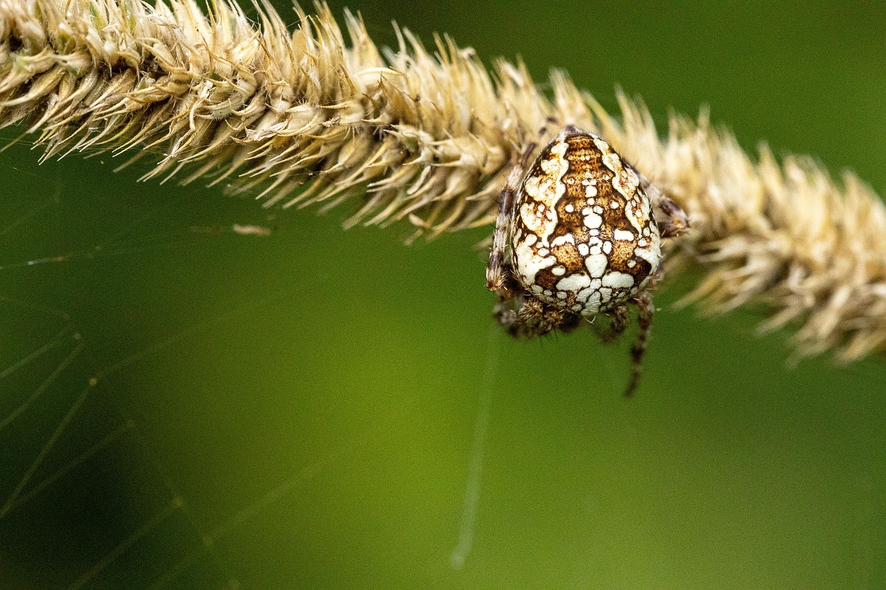 Spider Insect Straw - Free photo on Pixabay - Pixabay