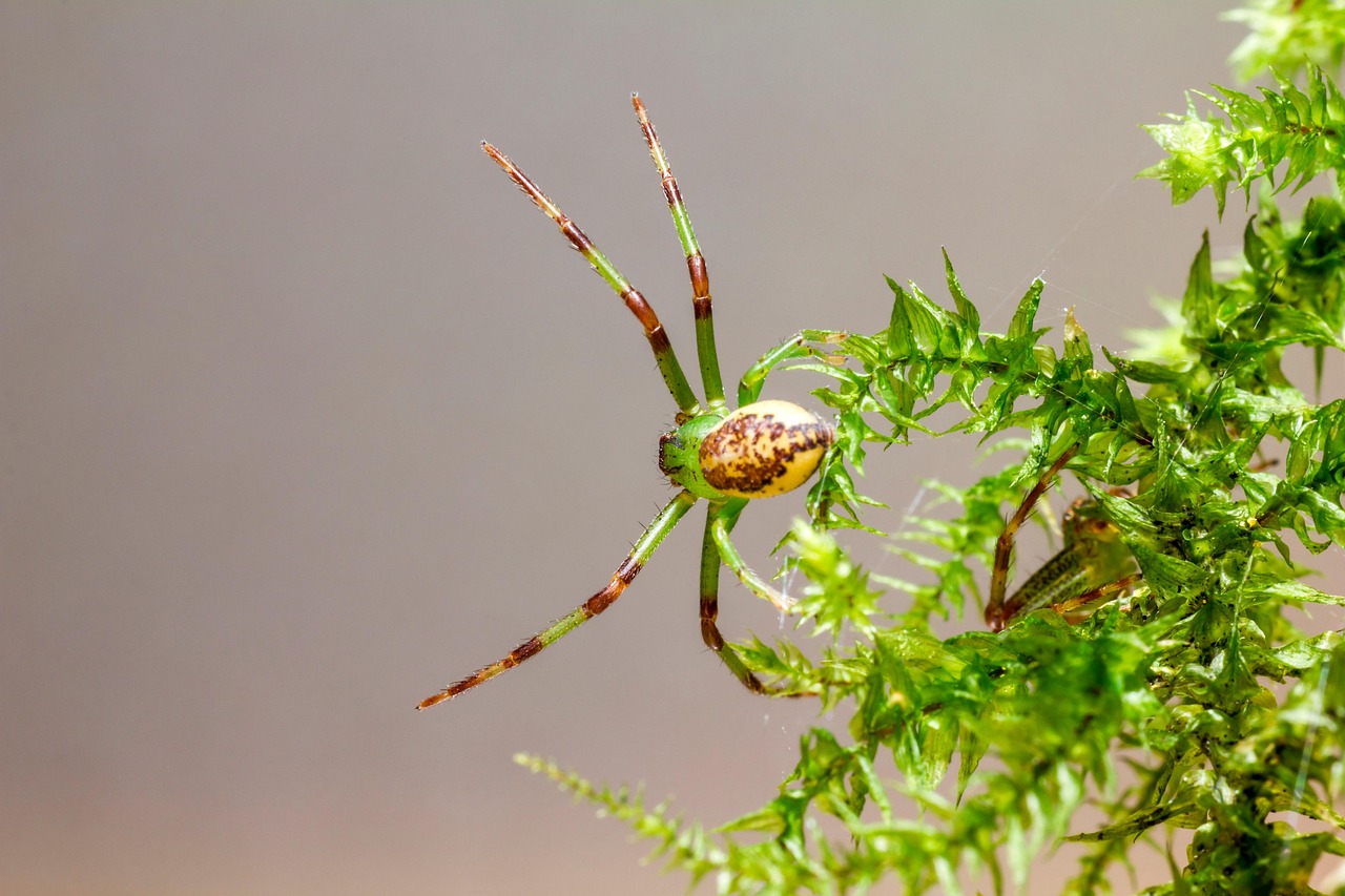 Plus de 100 photos gratuites de Araignée Crabe Verte et de Insecte ...