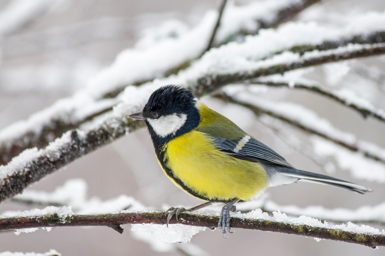 Great Tit Bird Perched - Free photo on Pixabay - Pixabay