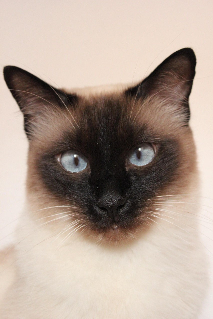 Siamese Cat Pet - Free photo on Pixabay - Pixabay